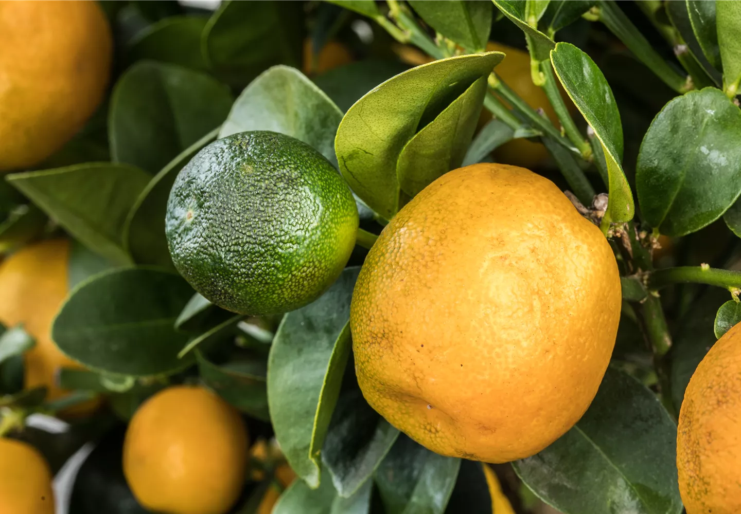 Mit Dünger für Obstbäume zum eigenen Naschgarten