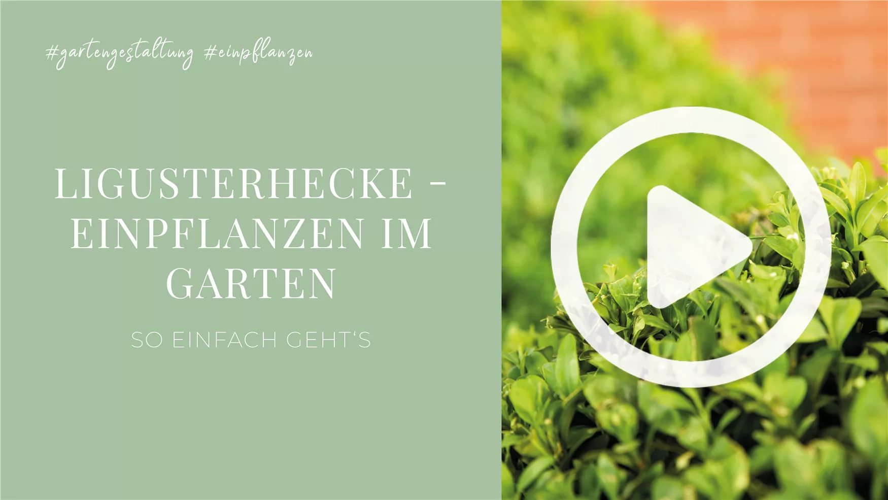 Liguster pflegen und düngen – So fühlt er sich am wohlsten - Florado