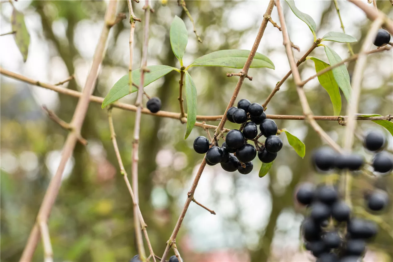 Liguster pflegen und düngen – So fühlt er sich am wohlsten - Florado