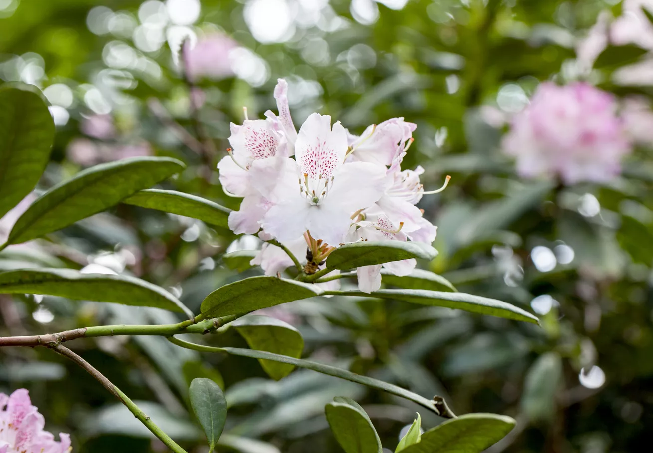 So gelingt die Pflege des Rhododendrons ohne Probleme