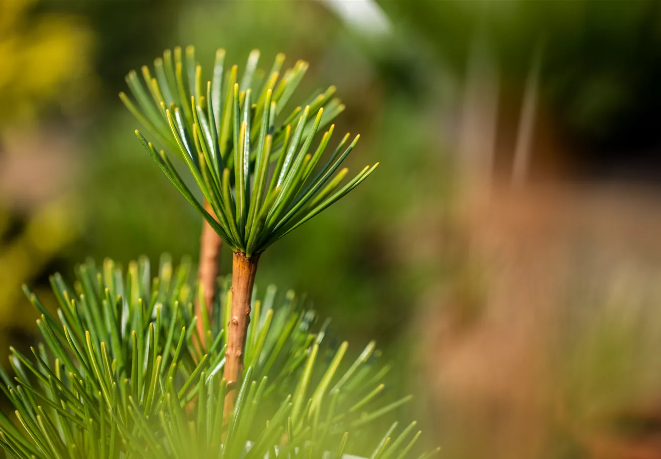 Koniferen pflegen - So geht's richtig