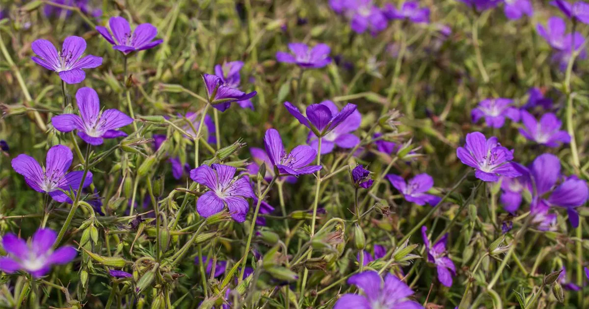 Geranium collinum 'Nimbus' günstig online kaufen | Florado.de