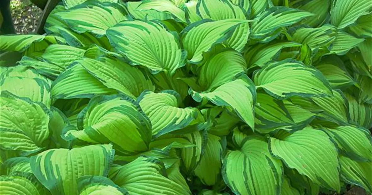 Hosta x fortunei 'Aurea' günstig online kaufen | Florado.de