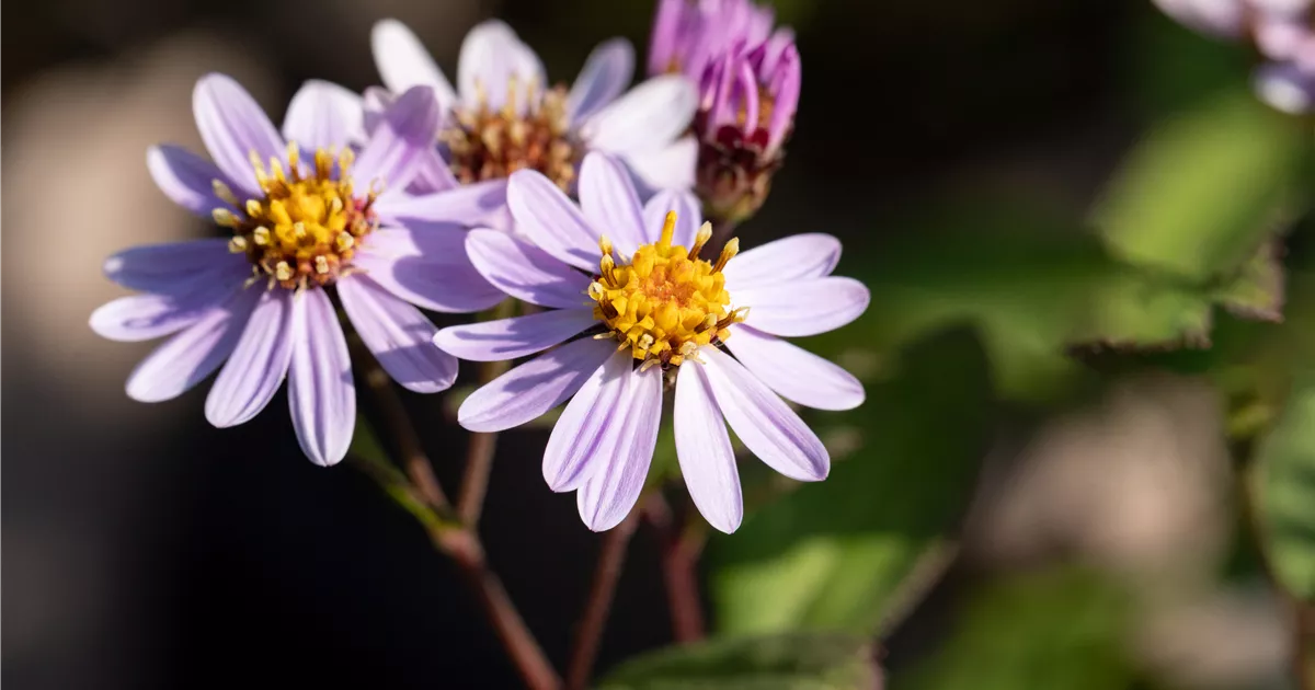 Wild-Aster günstig online kaufen | Florado.de