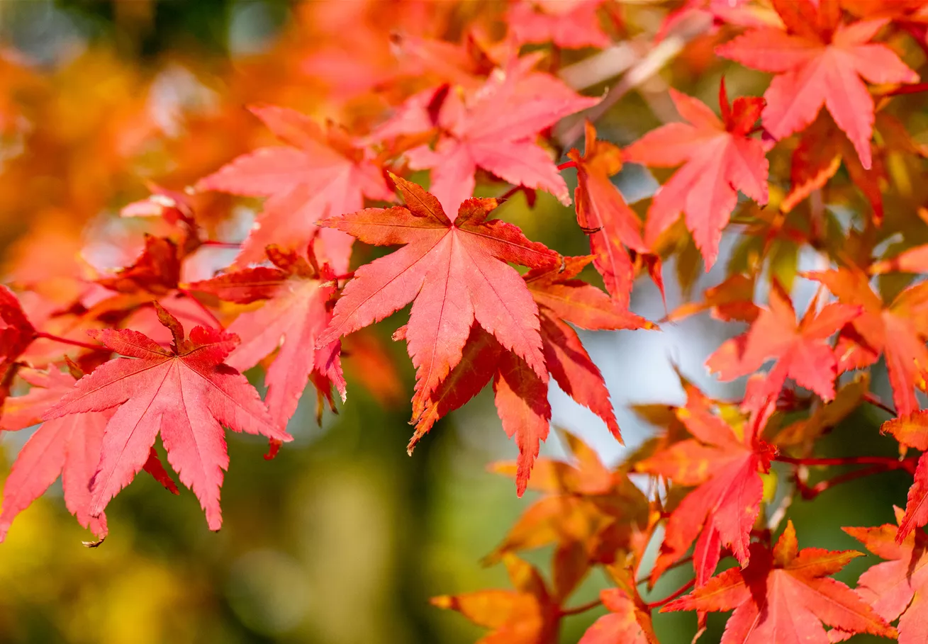 Ahorn im Garten – Blüten, Blätter und Co.
