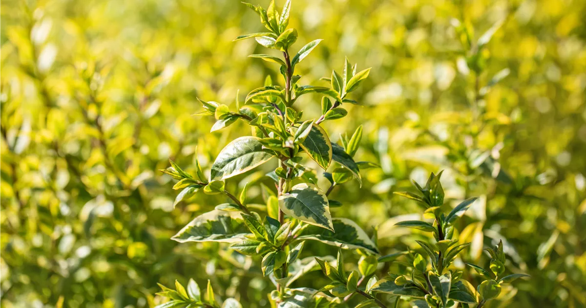 Liguster pflegen und düngen – So fühlt er sich am wohlsten - Florado