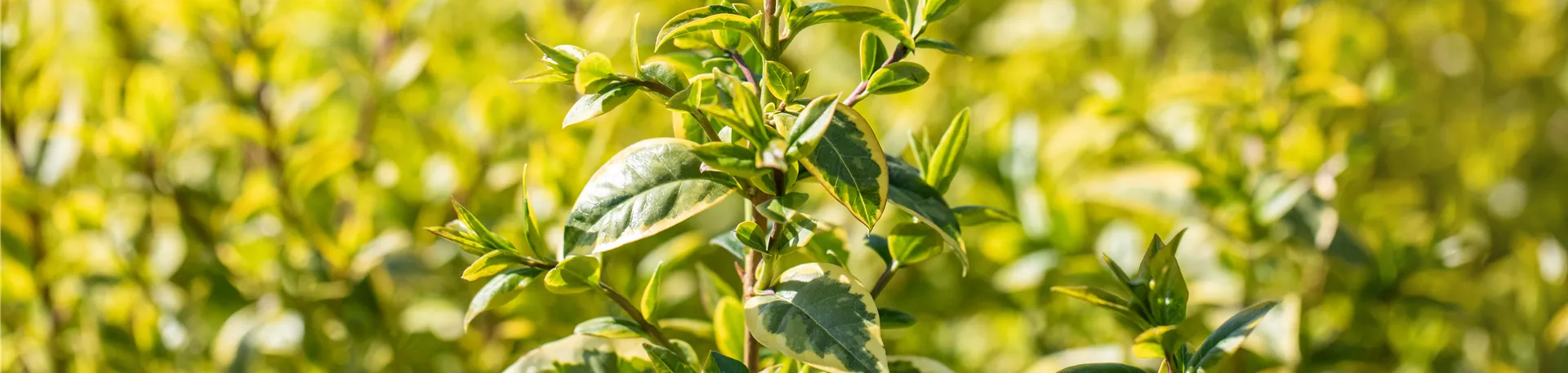 Liguster pflegen und düngen – So fühlt er sich am wohlsten - Florado