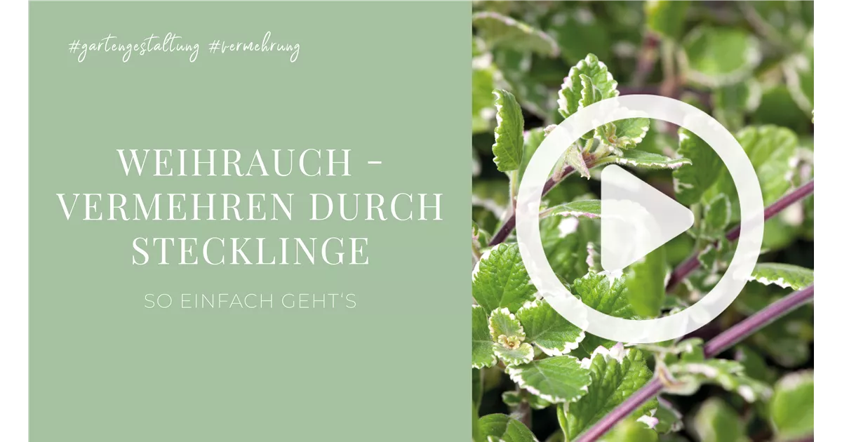 Weihrauch Pflanze Vermehren